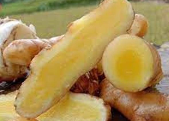 Bisa Obati Penyakit Kronis, Kunyit Temu Mangga Memiliki Banyak Khasiat ...